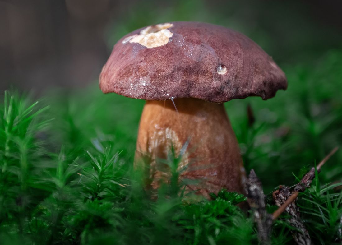 Grzyby lecznicze w Polsce - właściwości i zastosowanie - Green Botanica